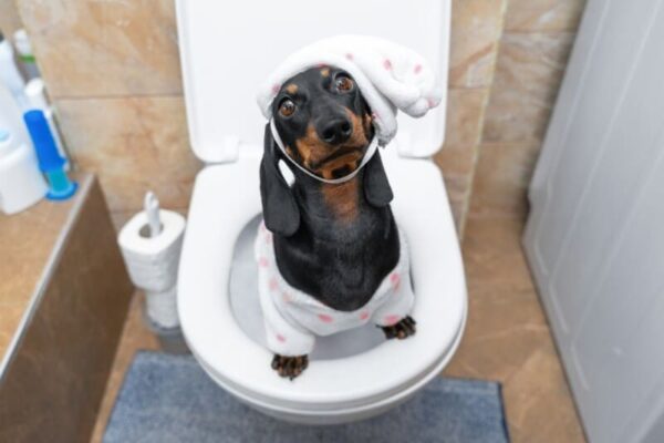 How To Stop Dogs Pooping at Night