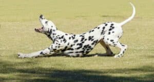 14 Reasons Why Your Dog Suddenly Screams + What to do?