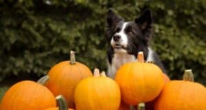 How much pumpkin to give a dog for an upset stomach?