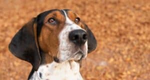Treeing Walker Coonhound Beagle Mix - The Ultimate Guide