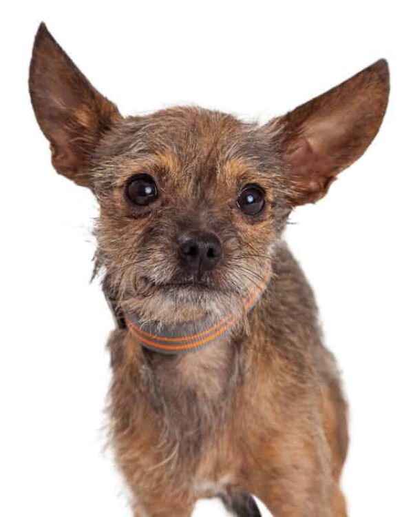 Terrier Mix - Everything You Could Want To Know!