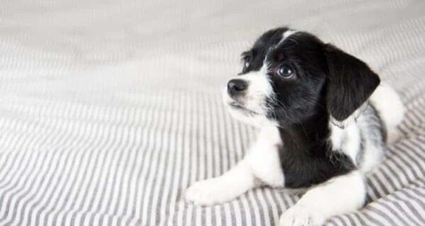 Terrier Mix - Everything You Could Want To Know!