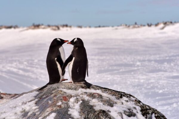 50 Extinct Penguin Species You Never Knew Once Existed