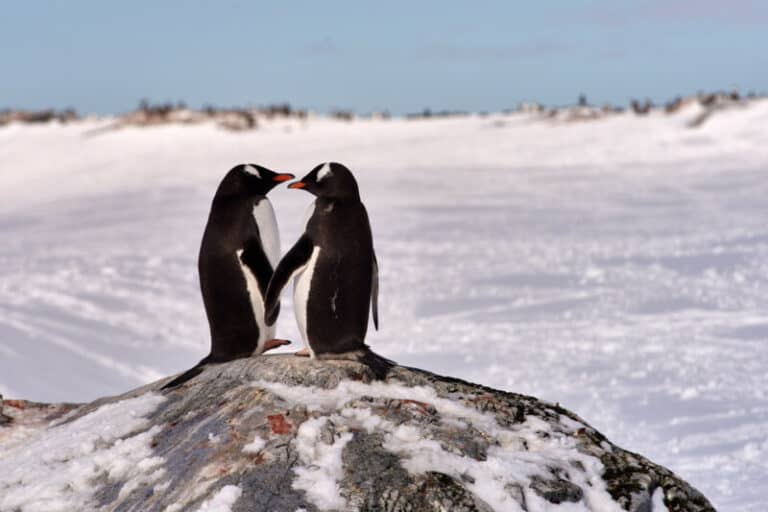 50 Extinct Penguin Species You Never Knew Once Existed
