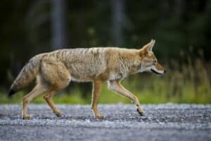 Fox vs. Coyote - 7 Key Differences Explained in Depth