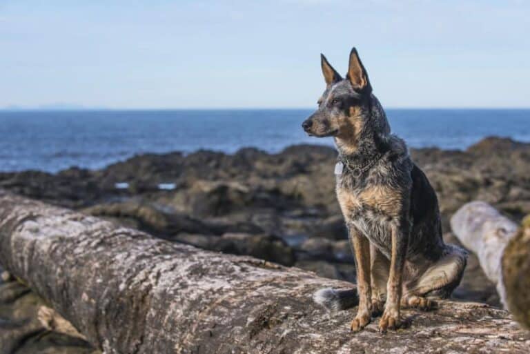 Blue Heeler – Everything You Could Want to Know!