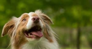 14 Reasons Why Your Dog Keeps Sniffing The Air & Looking Up