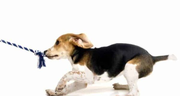 My Dog Ate Dental Floss - Should I be worried?