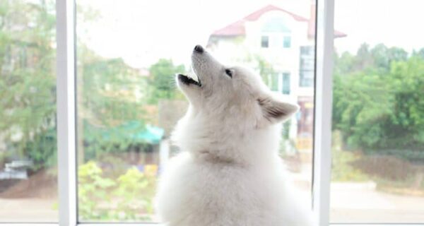 14 Reasons Why Your Dog Suddenly Screams + What to do?
