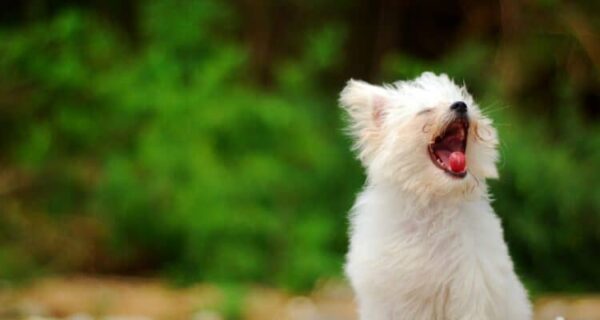 14 Reasons Why Your Dog Suddenly Screams + What to do?