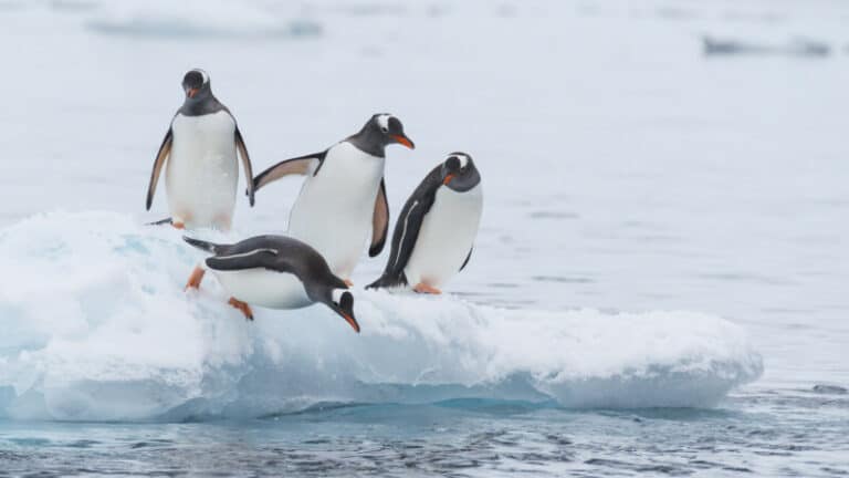 Penguin Lifespan: How Long Do They Live?