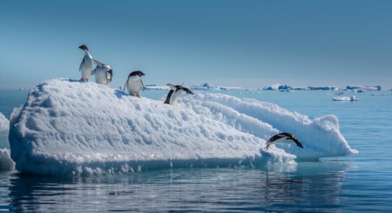 50 Extinct Penguin Species You Never Knew Once Existed