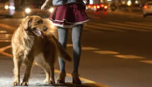 How To Stop Dogs Pooping at Night