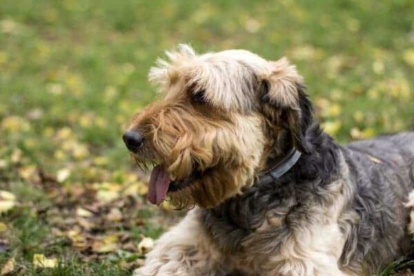 Terrier Mix - Everything You Could Want To Know!