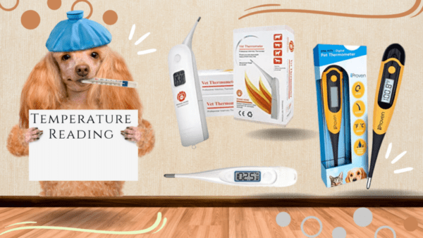 The 8 Best Dog Thermometers in 2023