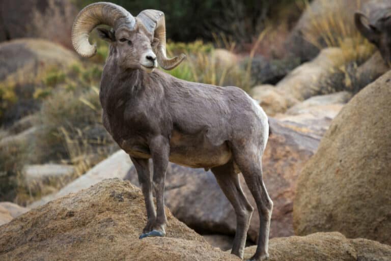 Wildlife In Colorado