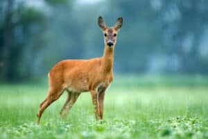 Wildlife In Germany - Everything You Could Want to Know!