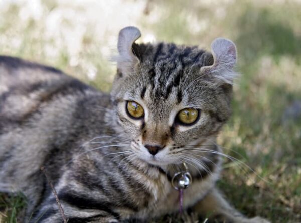 6 Cat Breeds With Short Ears