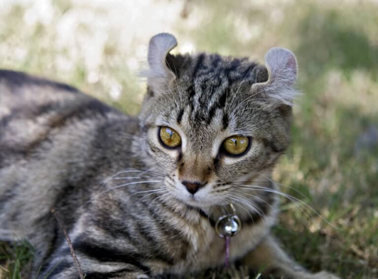 6 Cat Breeds With Short Ears