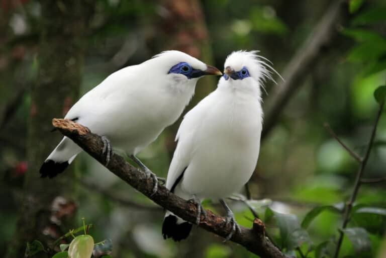 Top 10 Most Endangered Birds