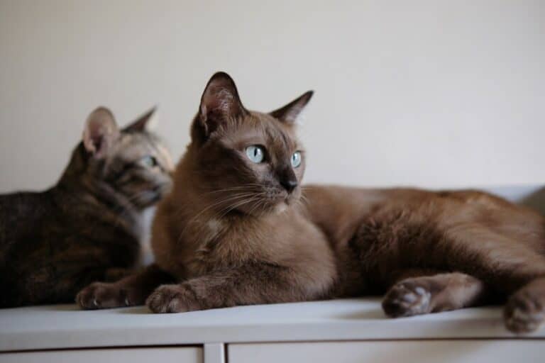 32 Best Original Cat Duo Names For Males And Females