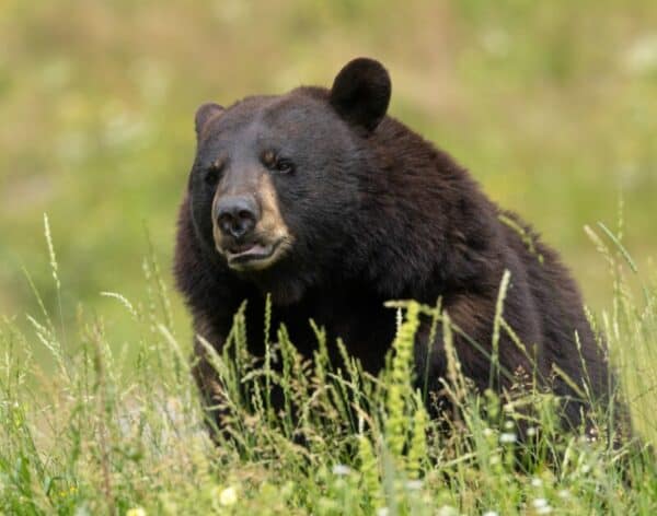 The 8 Most Endangered Bears