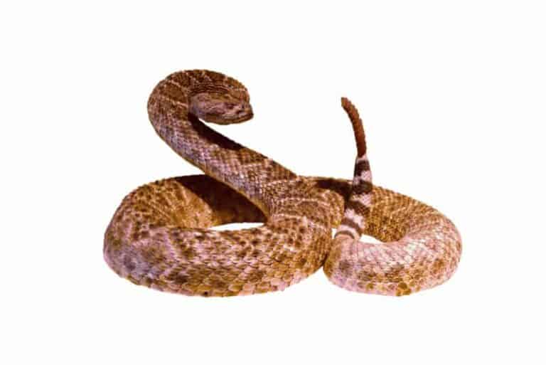 Most Venomous Snakes Found in the United States