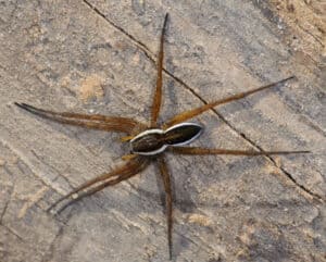 5 Most Endangered Spiders
