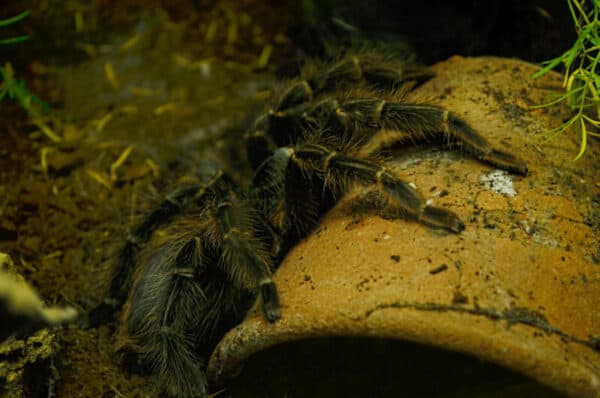 10 Biggest Spiders in the World