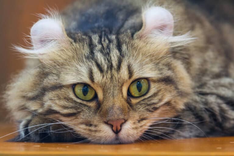 6 Cat Breeds With Short Ears