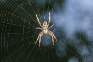 5 Most Endangered Spiders