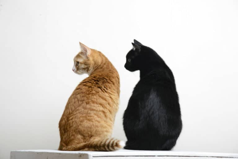 32 Best Original Cat Duo Names For Males And Females
