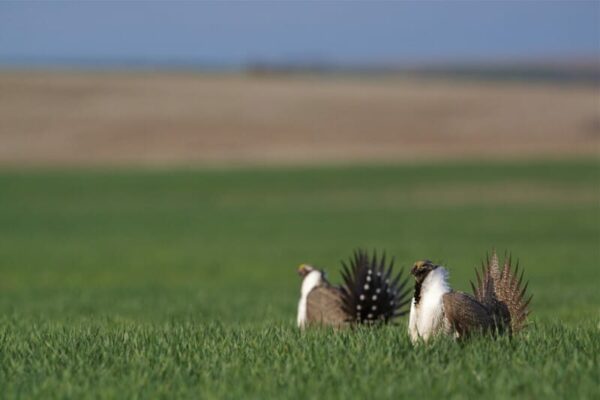 Wildlife In Colorado