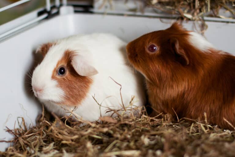The 7 Best Cages For Two Or More Guinea Pigs in 2023