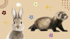 Should I Get a Ferret or a Rabbit?
