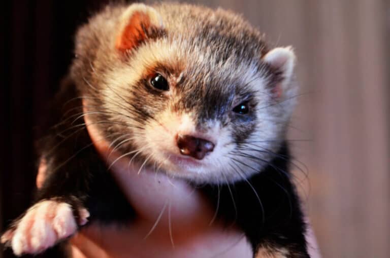List of All Ferret Breeds! - Ferret Colors, Types and Patterns