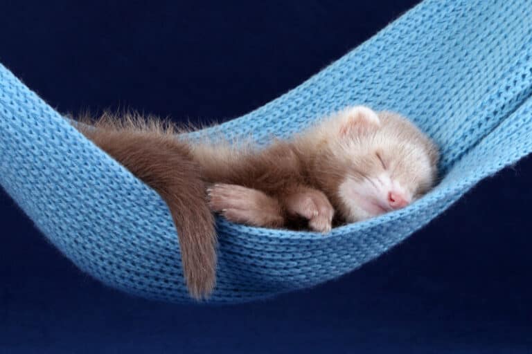 List of All Ferret Breeds! - Ferret Colors, Types and Patterns