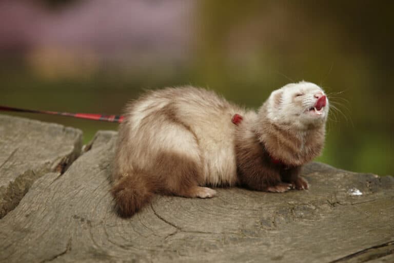 List of All Ferret Breeds! - Ferret Colors, Types and Patterns