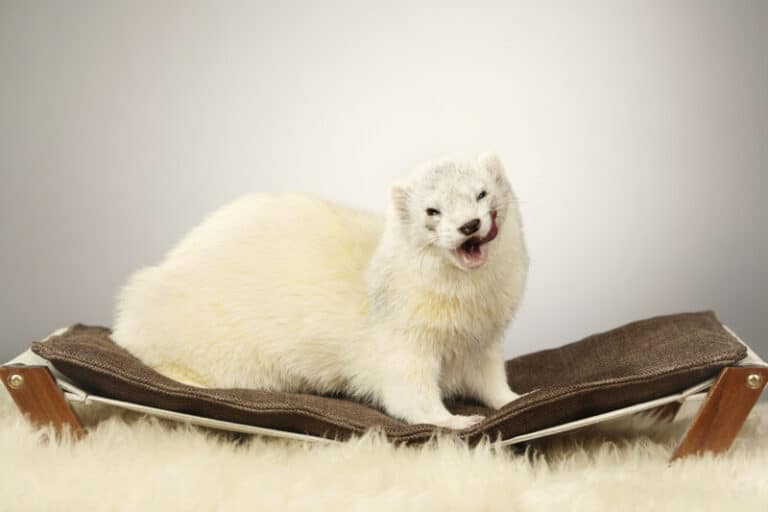 List of All Ferret Breeds! - Ferret Colors, Types and Patterns