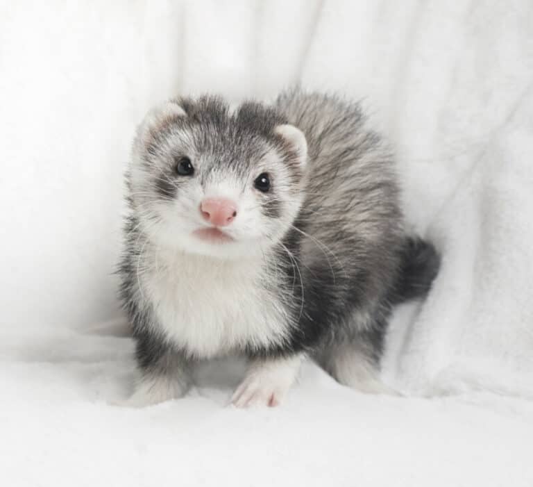 List of All Ferret Breeds! - Ferret Colors, Types and Patterns