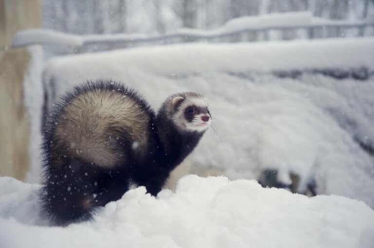 List of All Ferret Breeds! - Ferret Colors, Types and Patterns