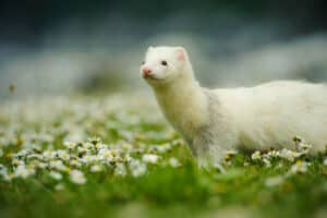 List of All Ferret Breeds! - Ferret Colors, Types and Patterns