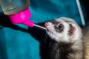 How Much Water Should a Ferret Drink a Day?
