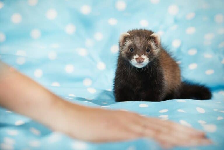 Ferret Won’t Play With Me - What to do?