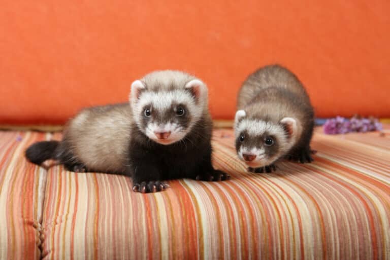 17 Steps to Ferret-Proof a House