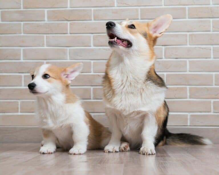 Dog Licking Wall - Why? What to Do?