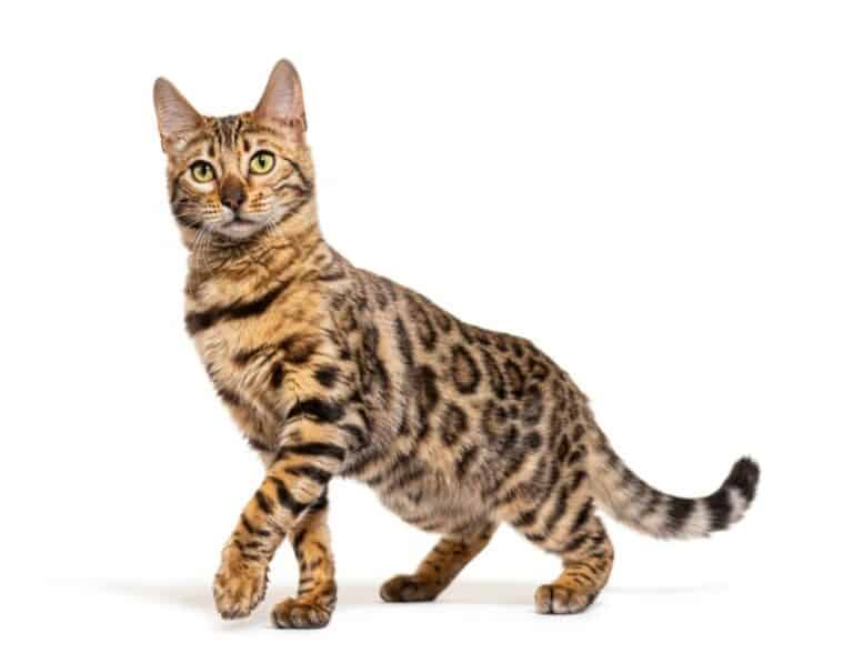 How to Identify a Bengal Cat? (with Examples & illustration)