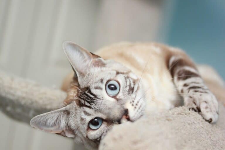 The Snow Bengal Cat Ultimate Guide