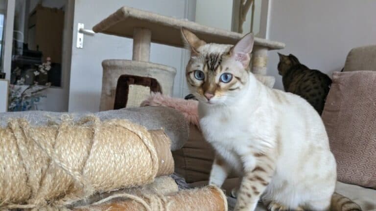 The Snow Bengal Cat Ultimate Guide