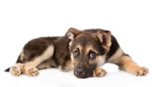 Why Do Dogs Curl Their Paws?